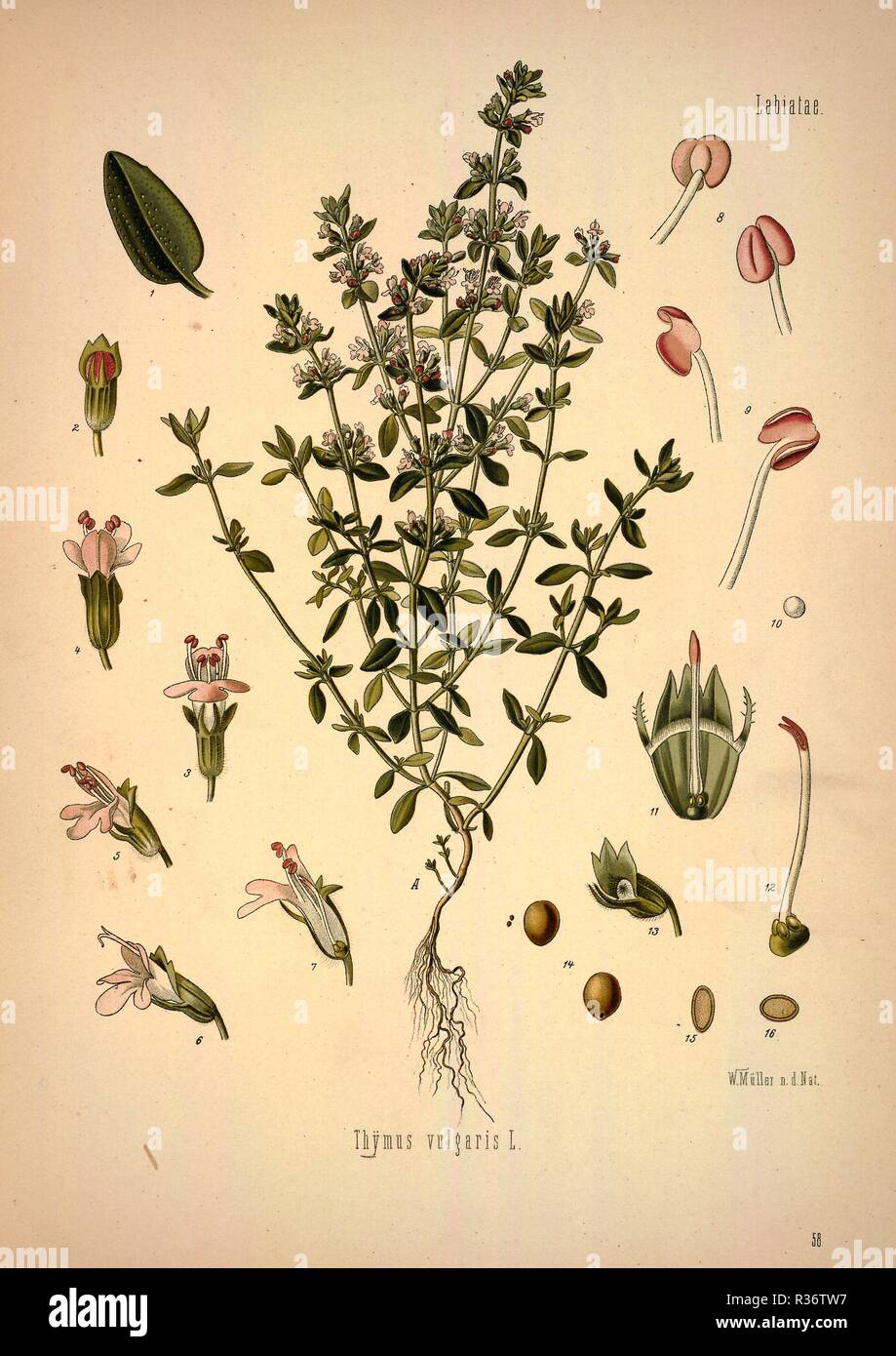 Beautiful vintage hand drawn illustrations of plants and flowers from ...