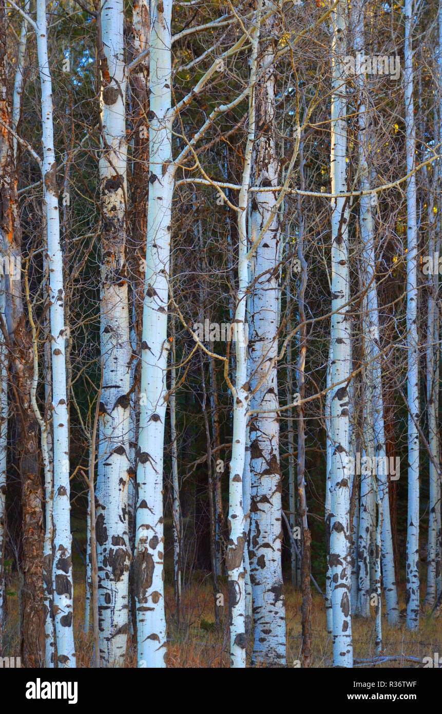 Trembling aspen trees hi-res stock photography and images - Alamy