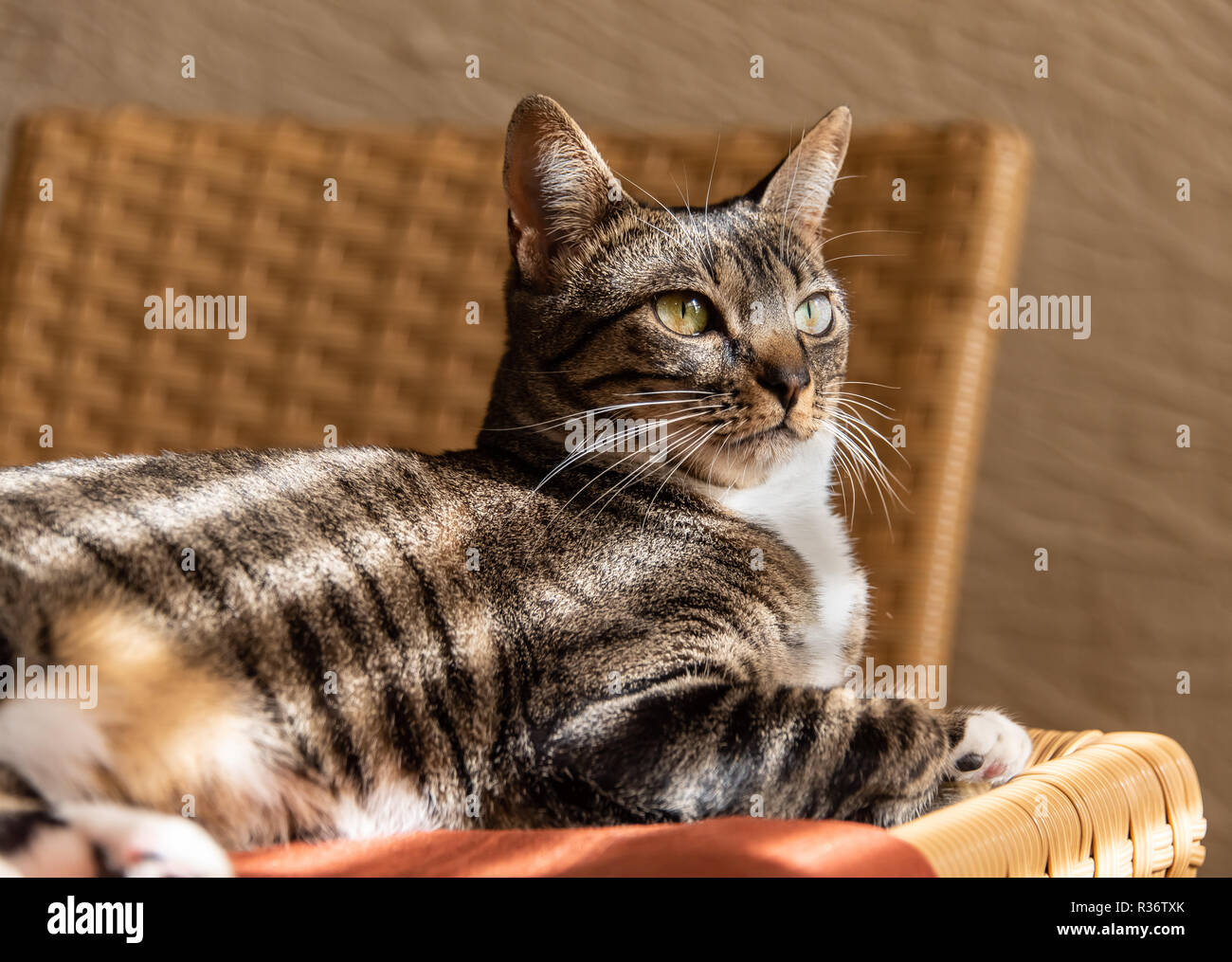 Sun rays on cat relaxing Stock Photo - Alamy