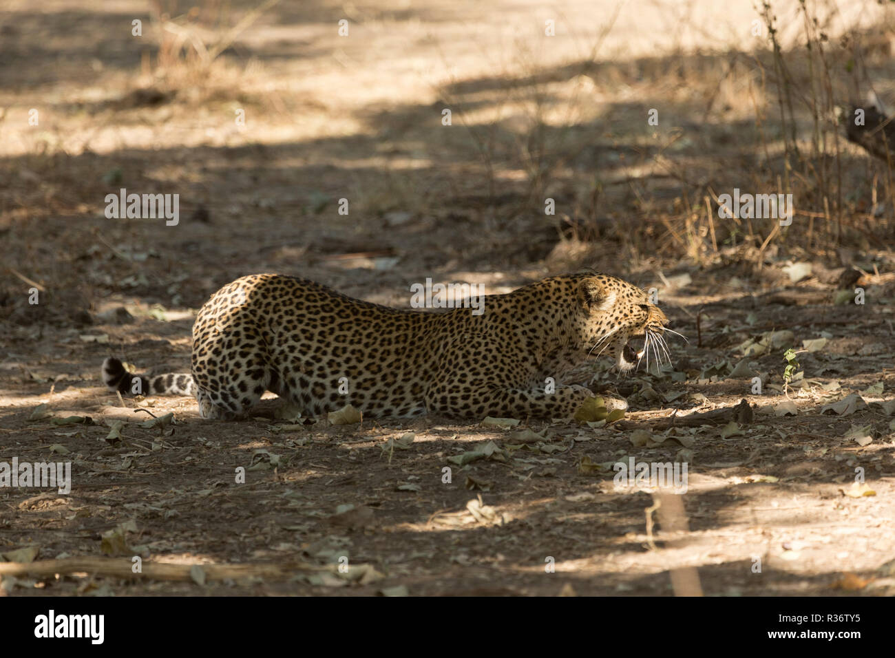 leopard Safari South Luangwa national park Zambia Africa Stock Photo ...