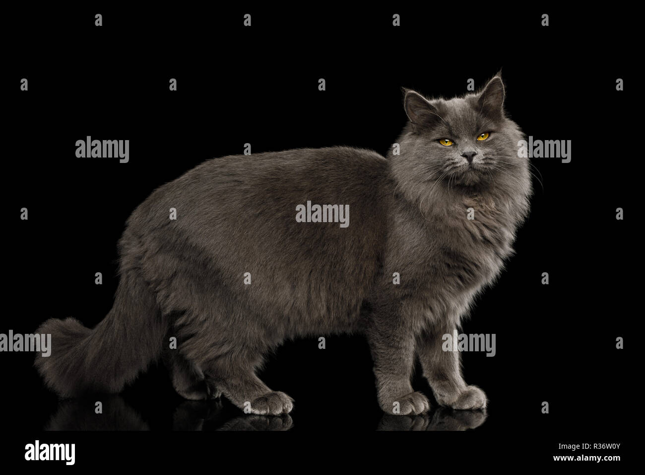 Gray Cat Standing full length and satisfied Looking in Camera on ...