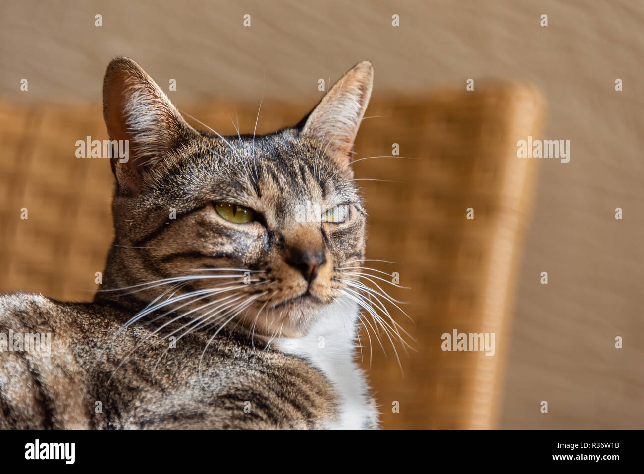 Sun rays on cat relaxing Stock Photo - Alamy