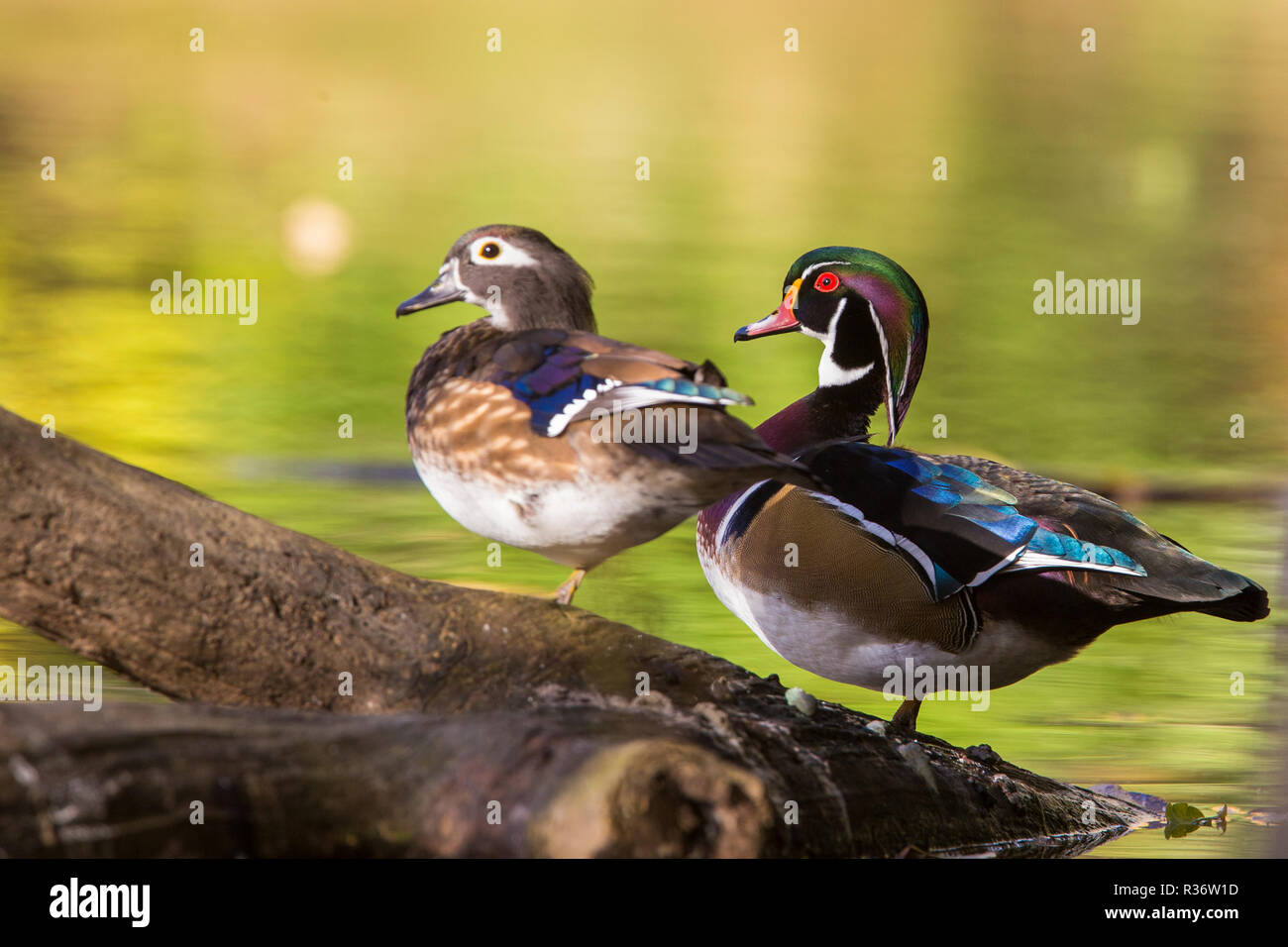Wood ducks in autumn with beautiful colors reflection Stock Photo - Alamy