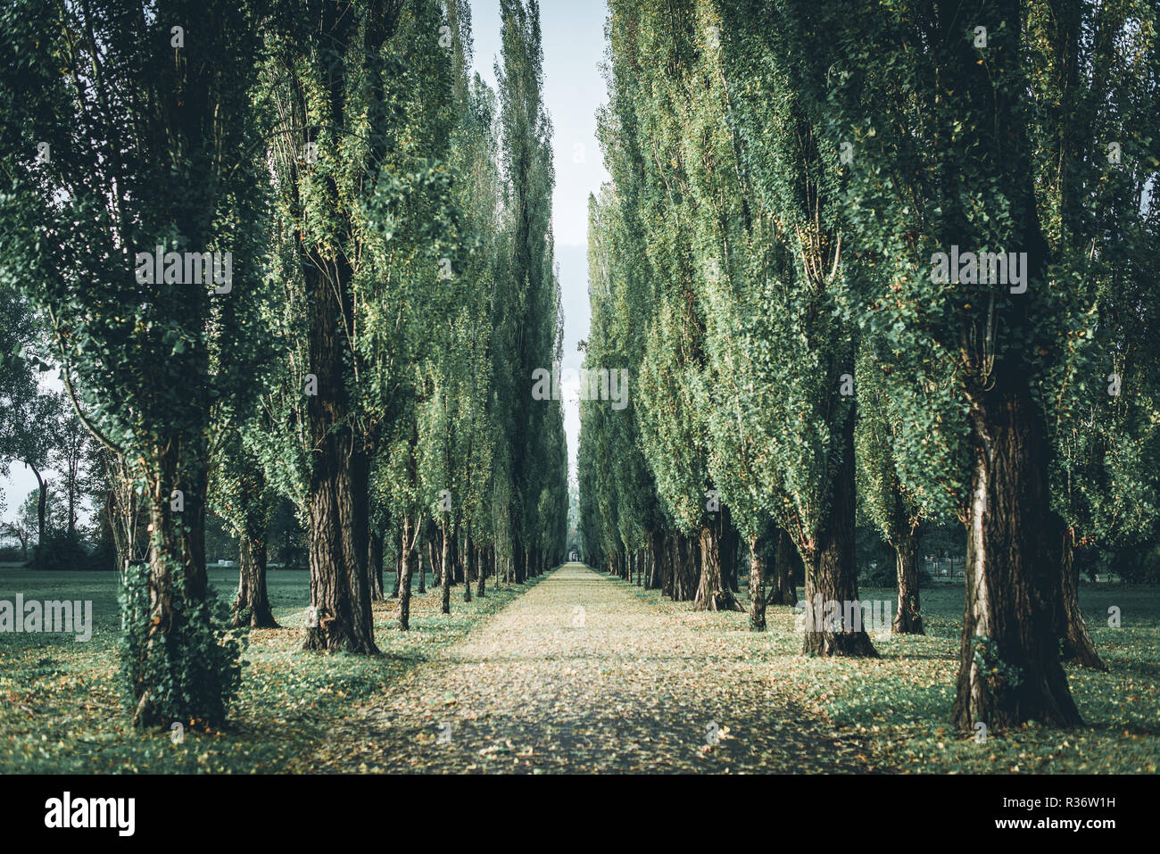 tree-lined avenue in autumn Stock Photo - Alamy