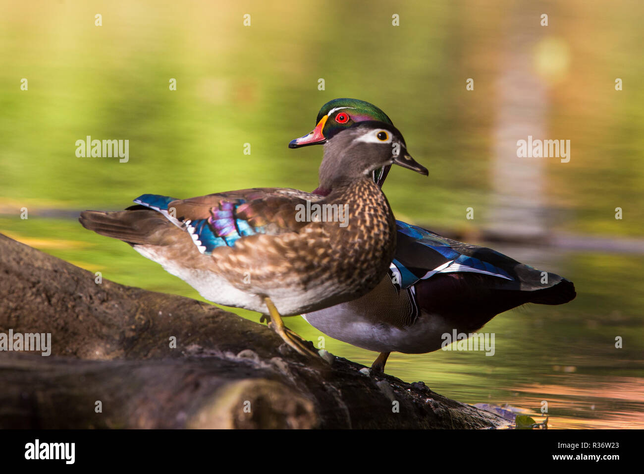 Wood ducks in autumn with beautiful colors reflection Stock Photo - Alamy
