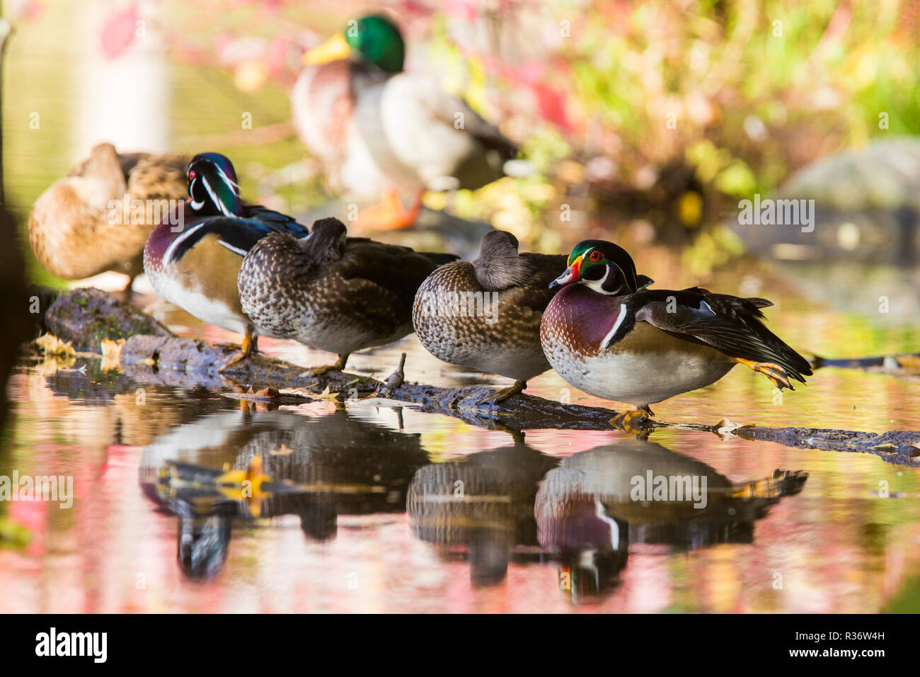 Beautiful wood ducks hi-res stock photography and images - Alamy