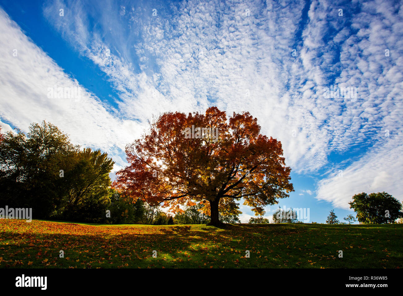 Sugar maple tree isolated hi-res stock photography and images - Alamy