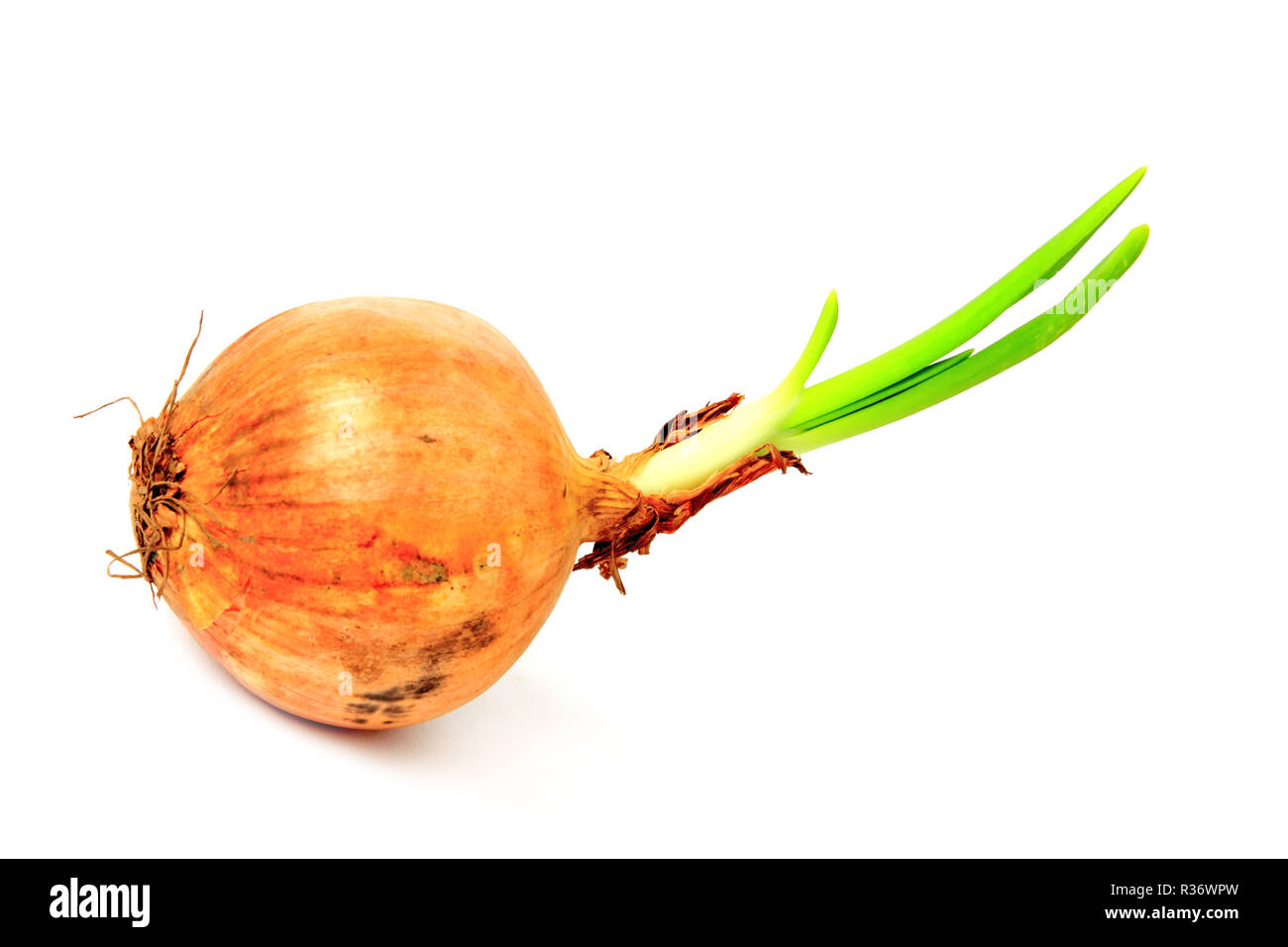 onion (allium cepa Stock Photo - Alamy
