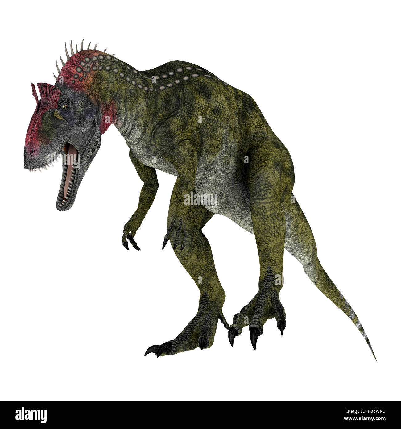 Carnosauria hi-res stock photography and images - Alamy