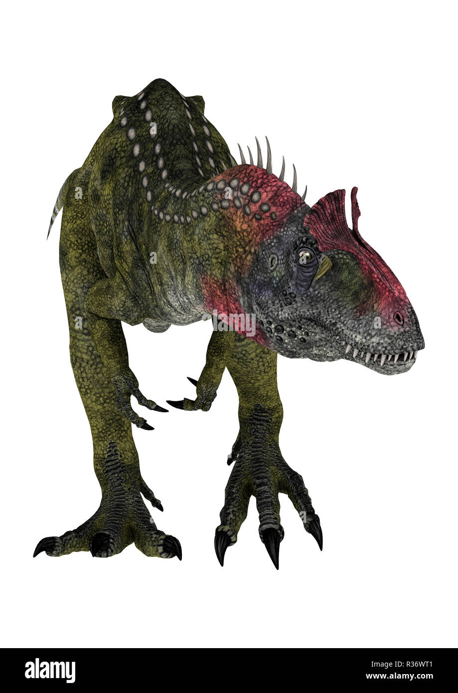 Carnosauria hi-res stock photography and images - Alamy