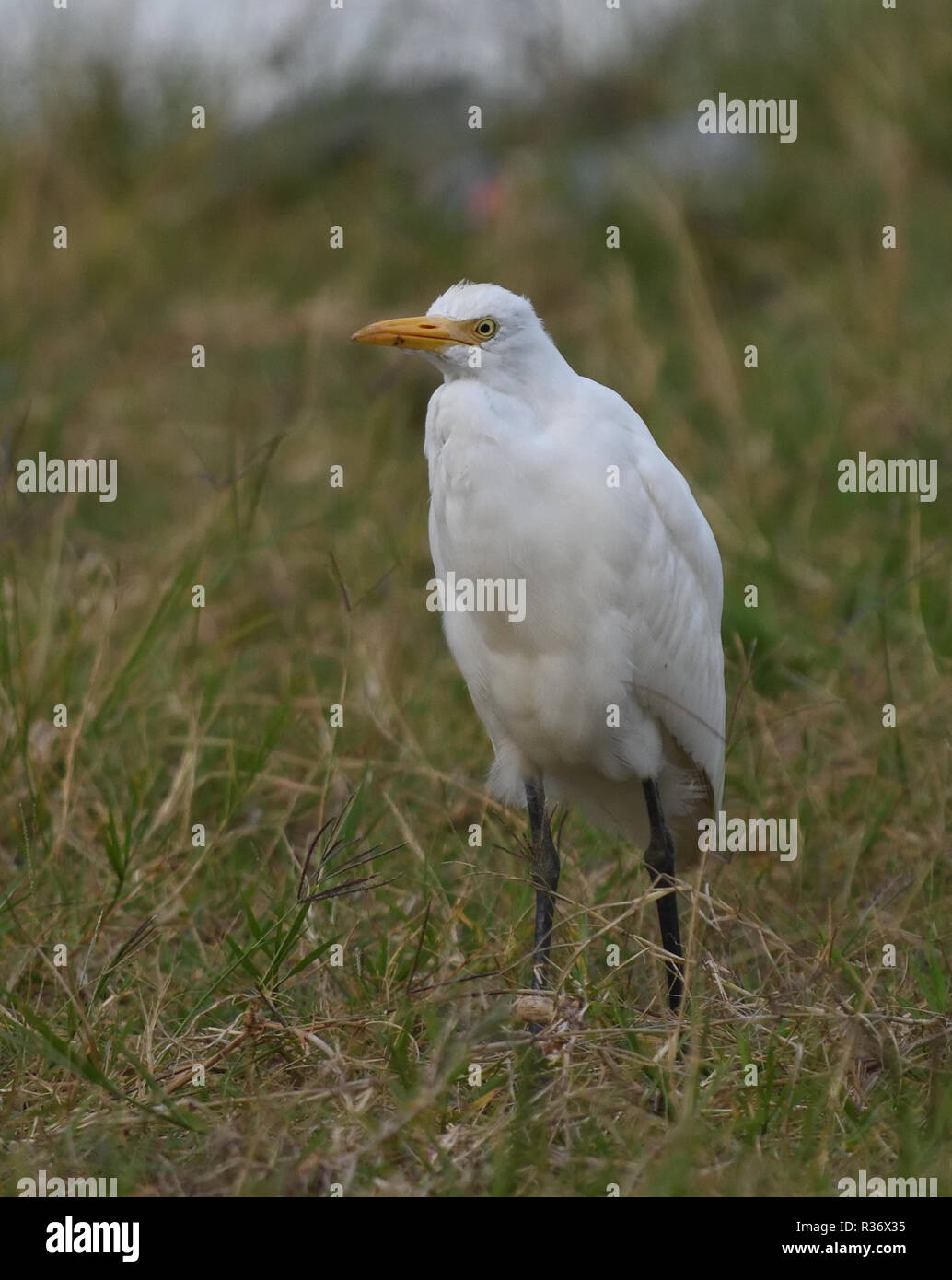An intermediate egret (Ardea intermedia) among rushes on the banks of ...