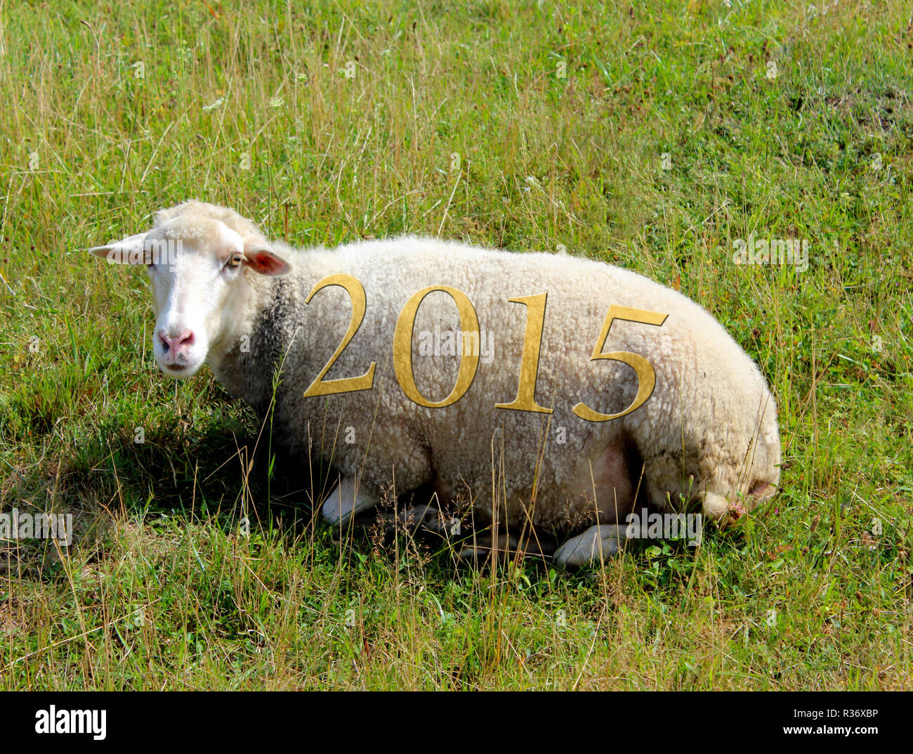 Ram male and female hi-res stock photography and images - Alamy