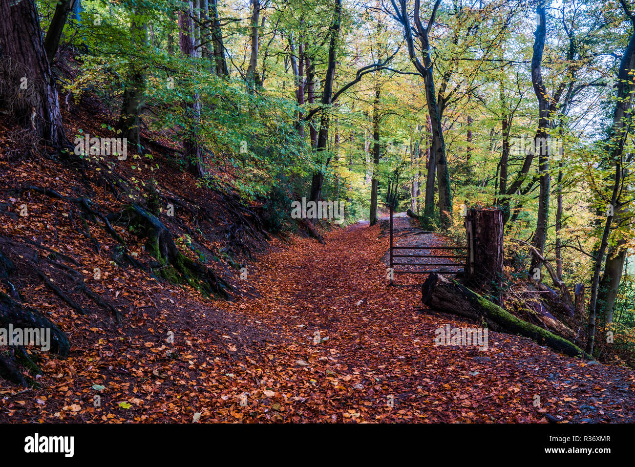 Leete Path at Loggerheads near Mold, Denbighshire, North Wales UK Stock ...
