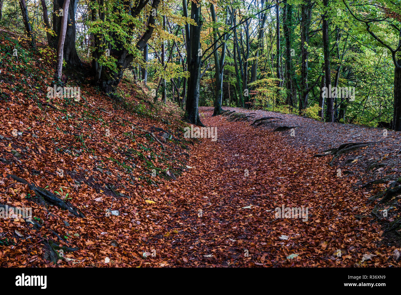 Loggerheads denbighshire hi-res stock photography and images - Alamy