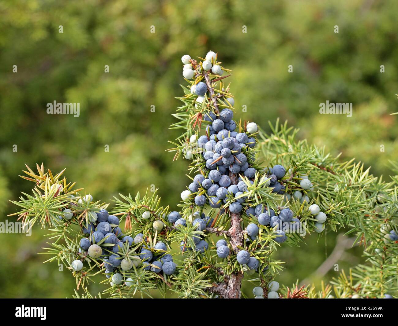 Juniper brandy hi-res stock photography and images - Alamy