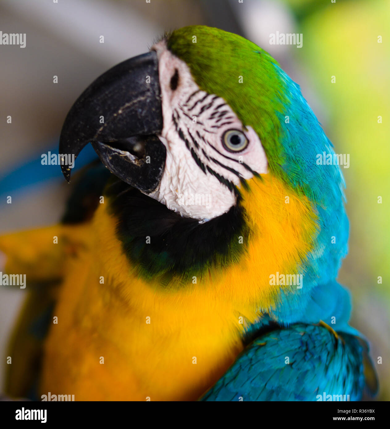 Close up portrait of a blue and yellow macaw Stock Photo - Alamy