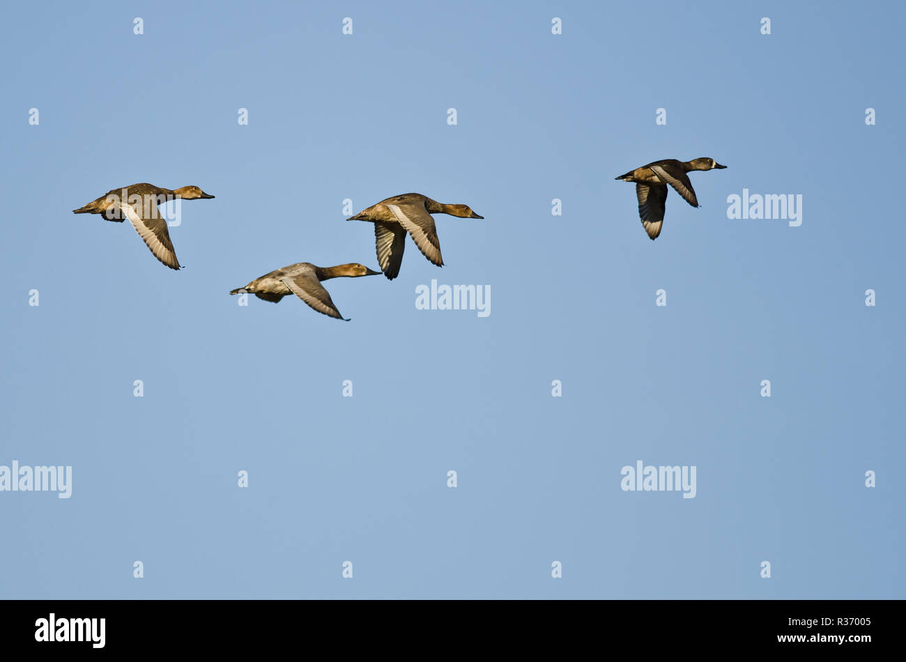 Redhead duck flying hi-res stock photography and images - Alamy