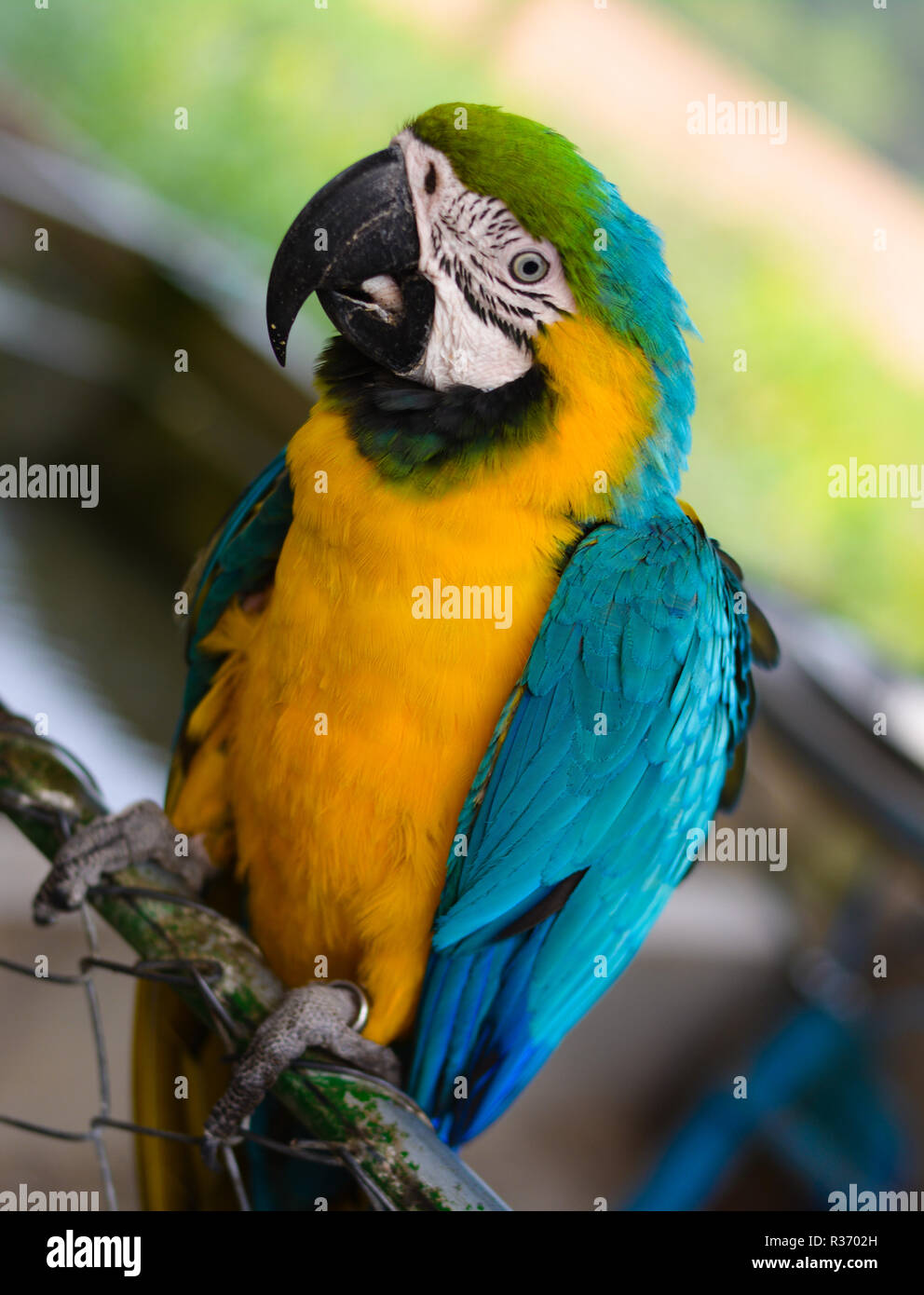 Scarlet macaw blue yellow macaw hi-res stock photography and images - Alamy