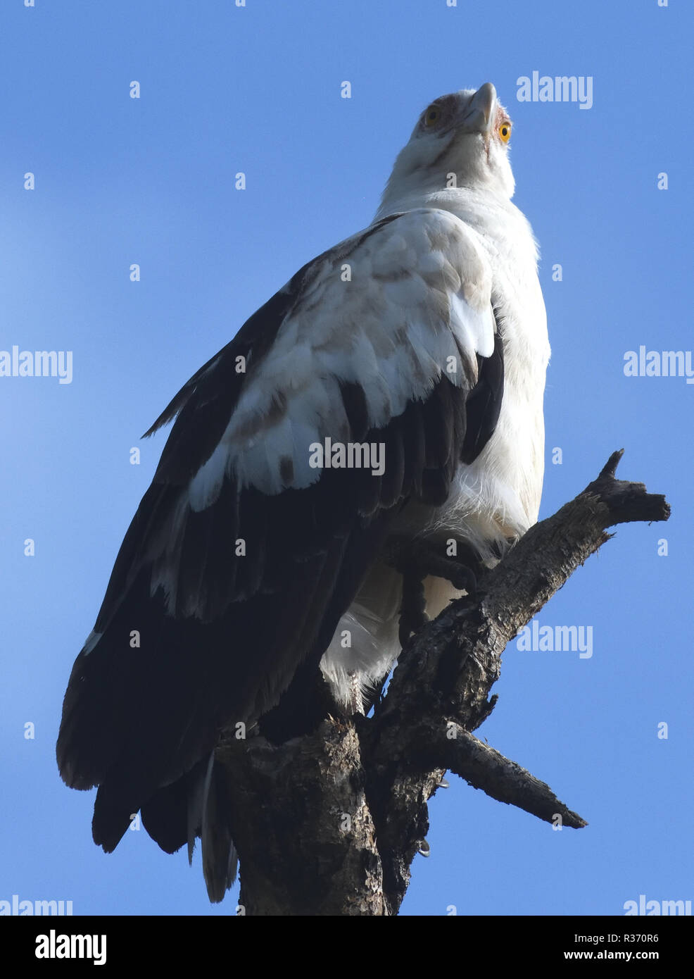 Palm-nut vulture or vulturine fish eagle (Gypohierax angolensis). Queen ...