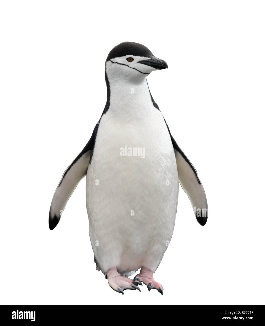 Penguin isolated on the white background Stock Photo - Alamy