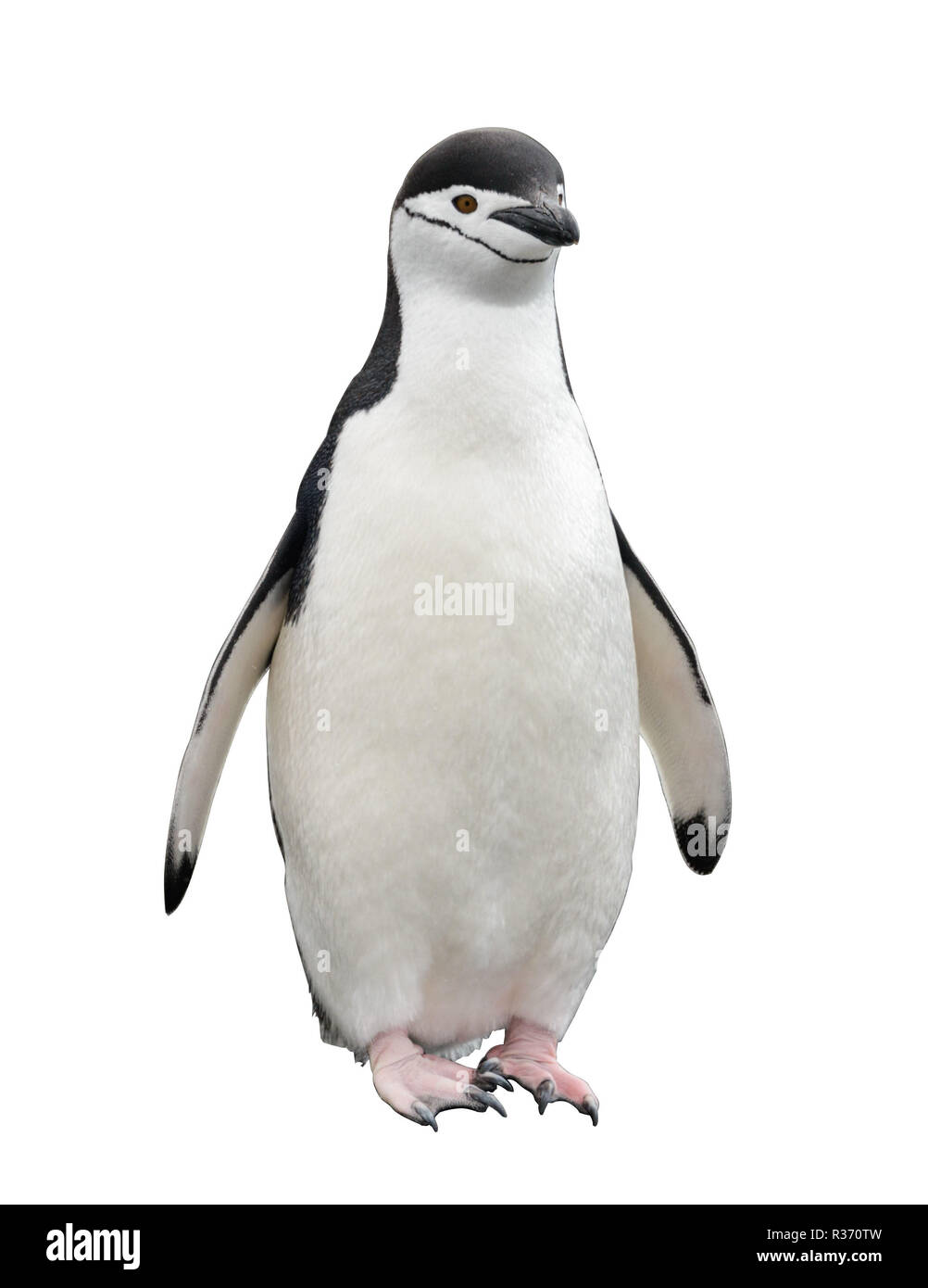 Penguin isolated on the white background Stock Photo - Alamy
