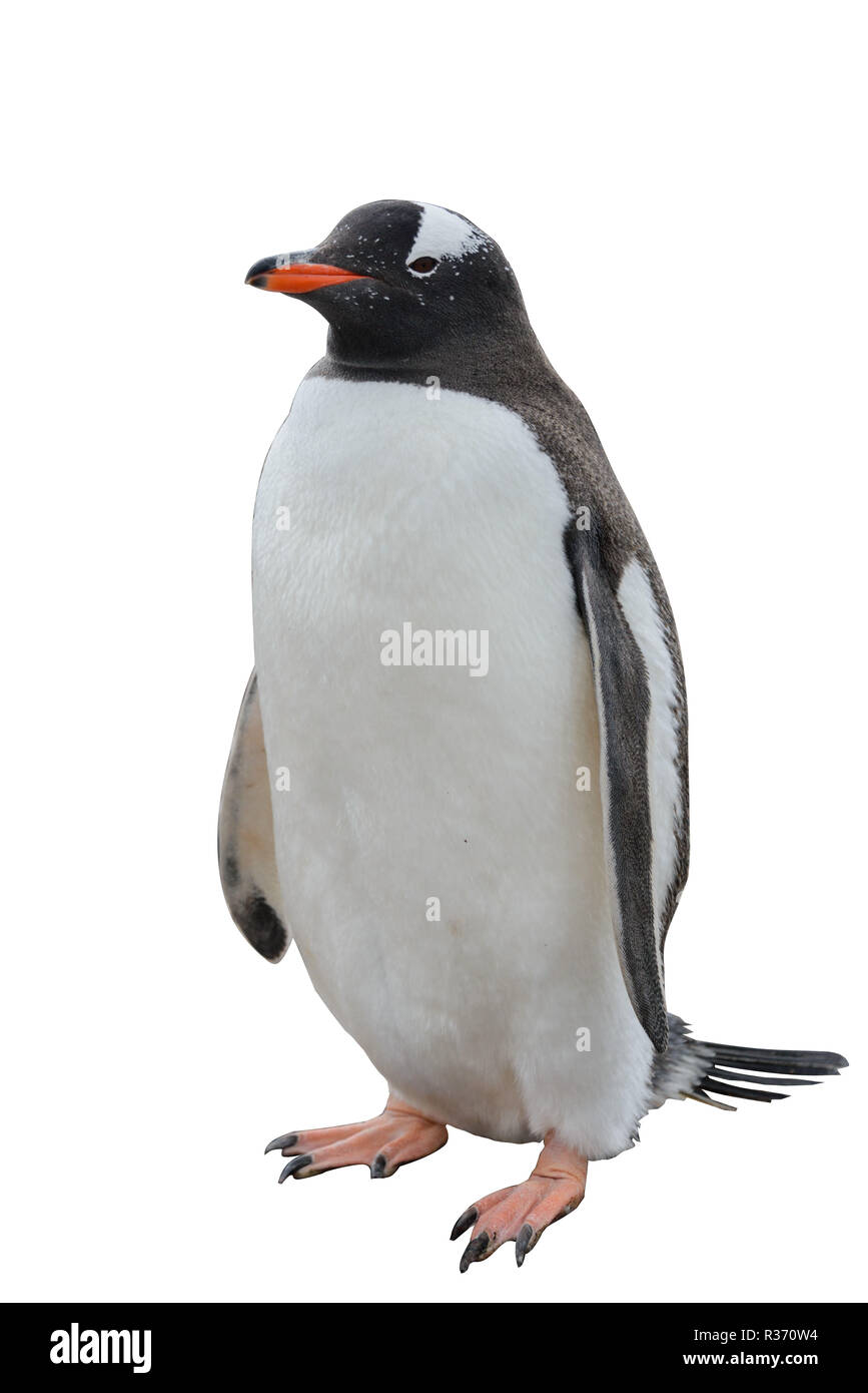 Penguin isolated on the white background Stock Photo - Alamy