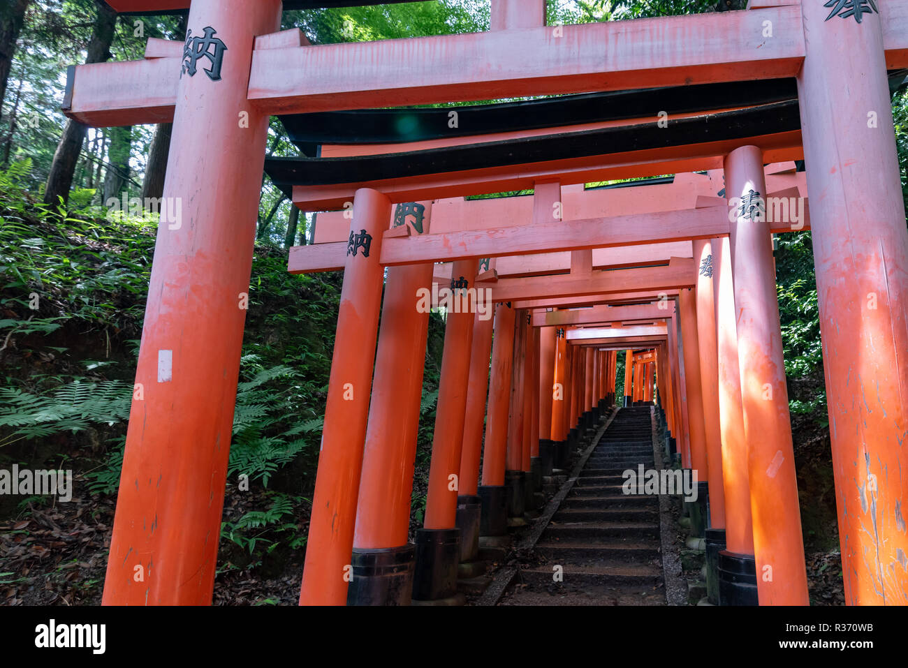 Red Torii gates in Fushimi Inari shrine in Kyoto, Japan Stock Photo - Alamy