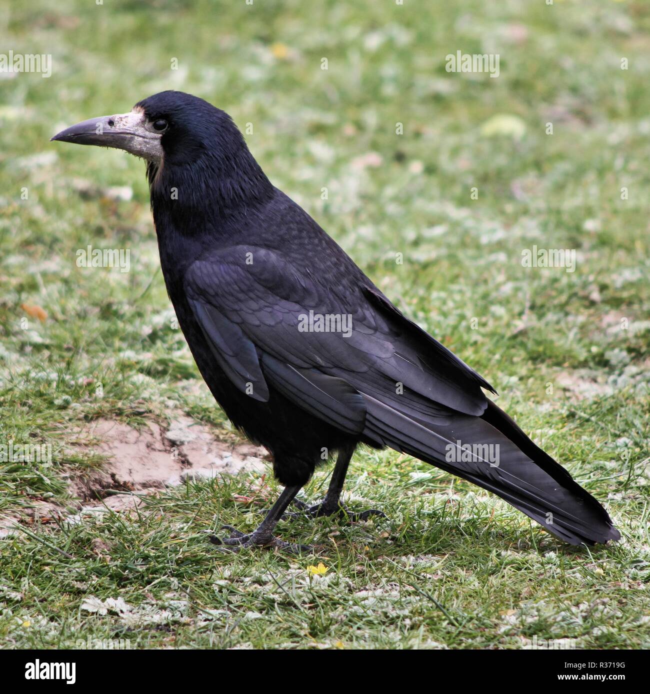 A picture of a Rook Stock Photo - Alamy