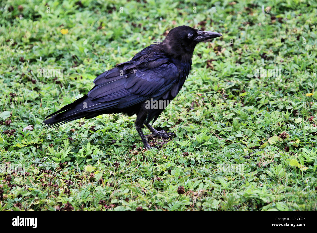 A picture of a Rook Stock Photo - Alamy