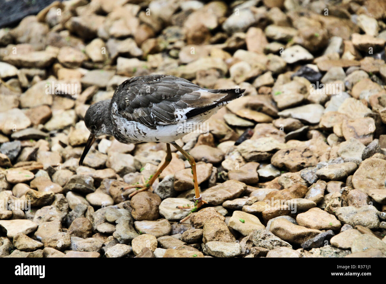 A picture of a Ruff Stock Photo - Alamy