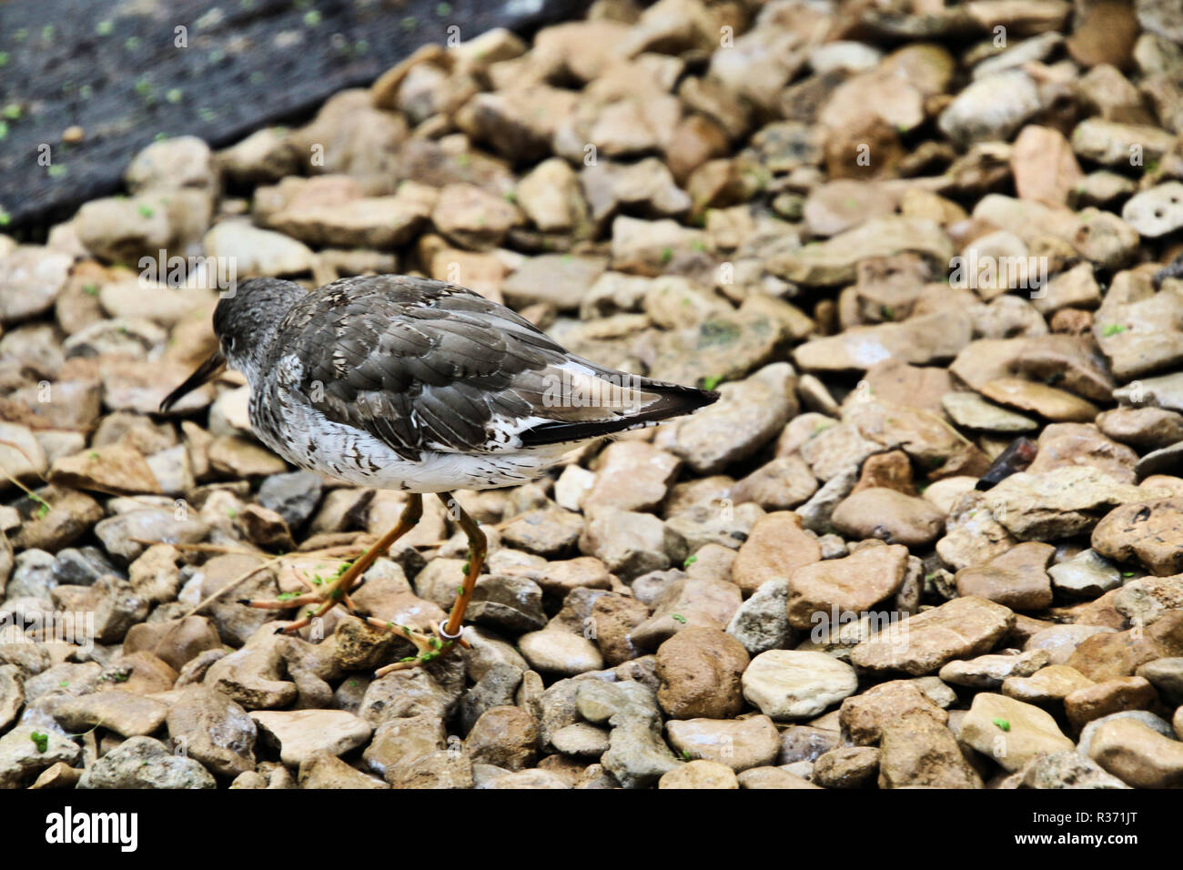 A picture of a Ruff Stock Photo - Alamy