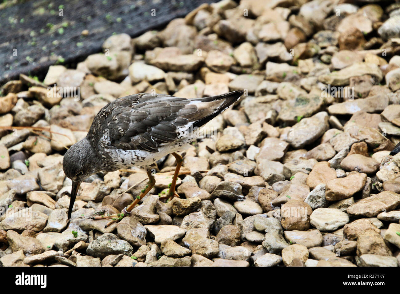 The ruff garden hi-res stock photography and images - Alamy