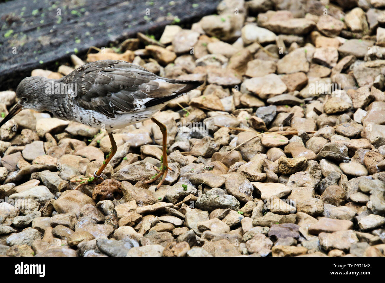 A picture of a Ruff Stock Photo - Alamy