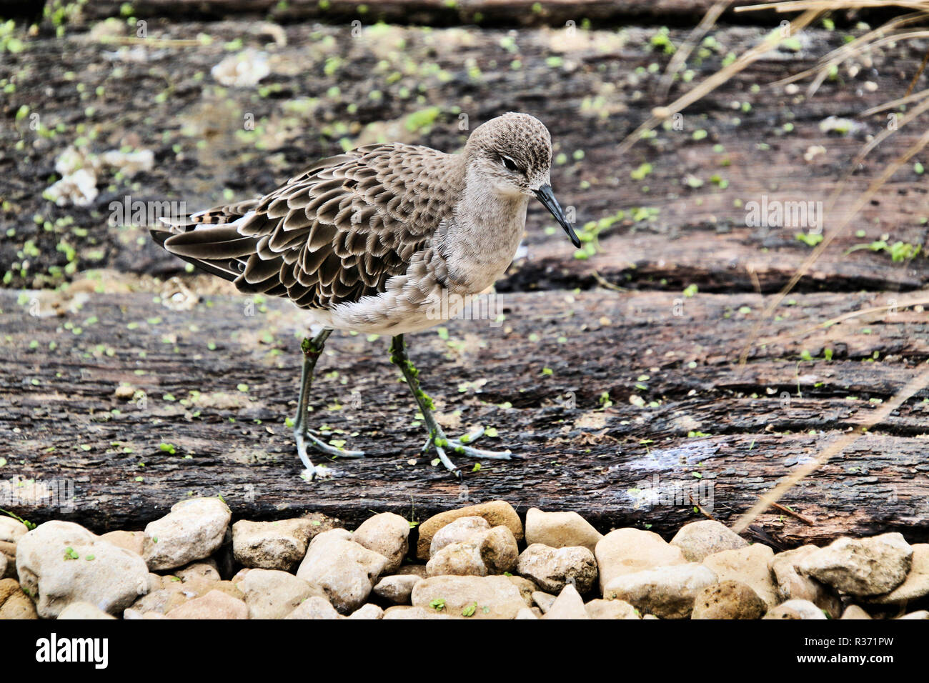 A picture of a Ruff Stock Photo - Alamy