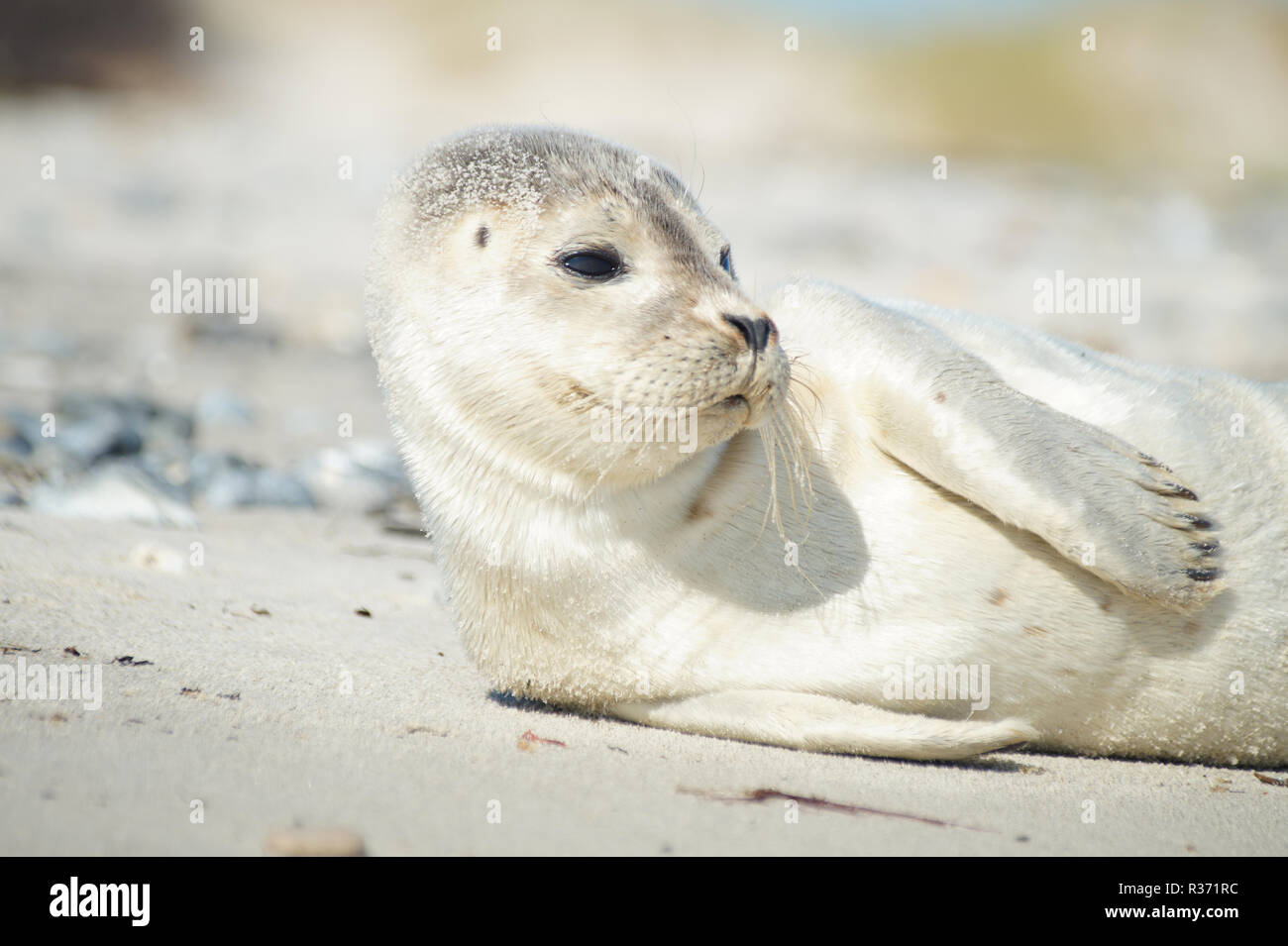 Heuler hi-res stock photography and images - Alamy