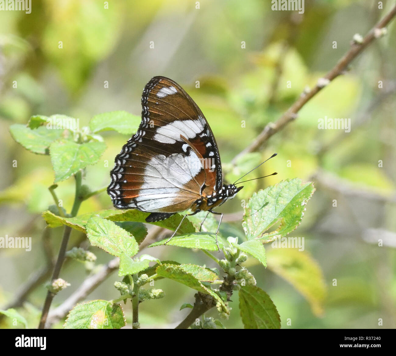 A male common diadem butterfly (Hypolimnas misippus) looks like another ...