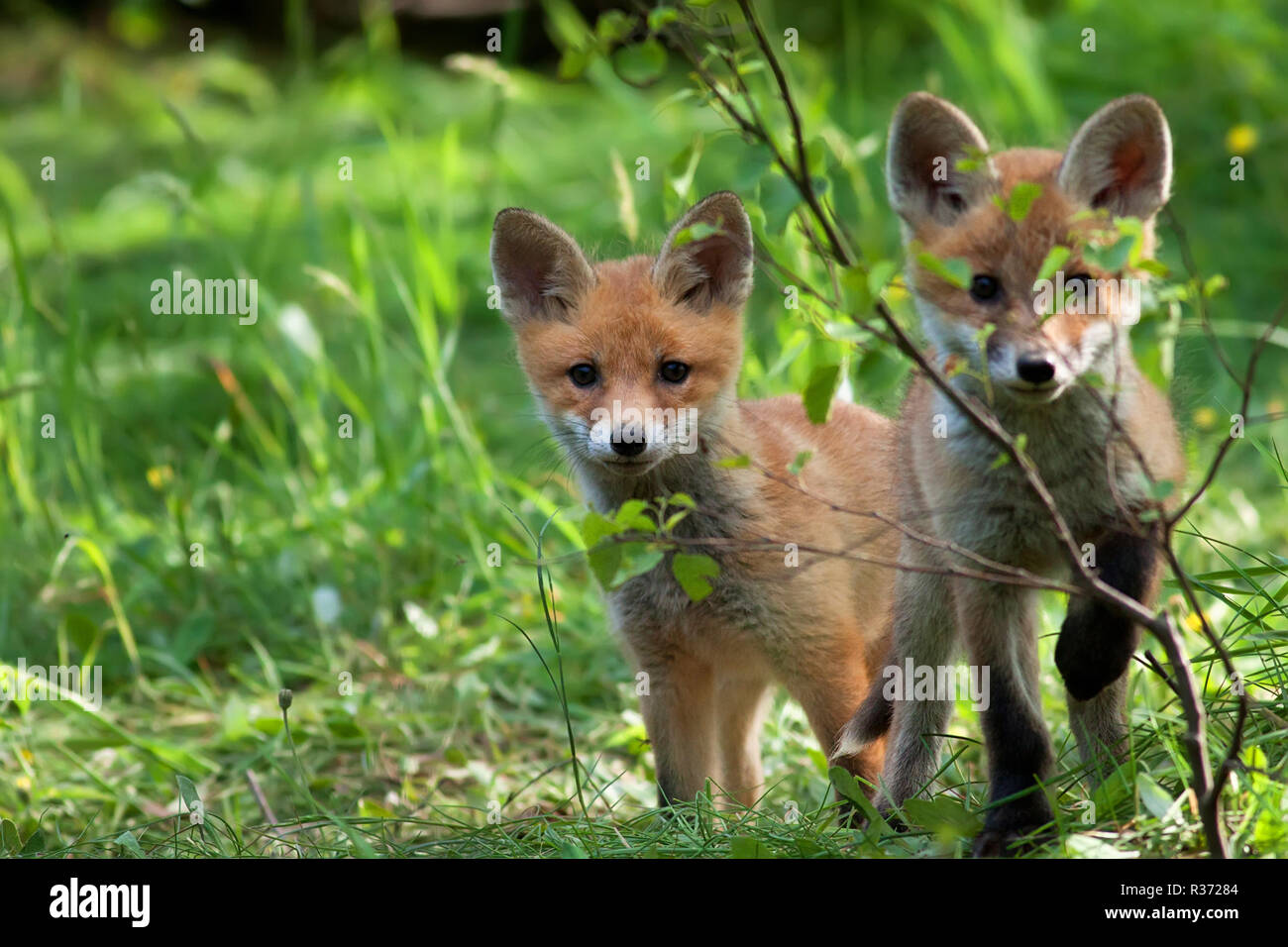Two foxes in the wild Stock Photo - Alamy