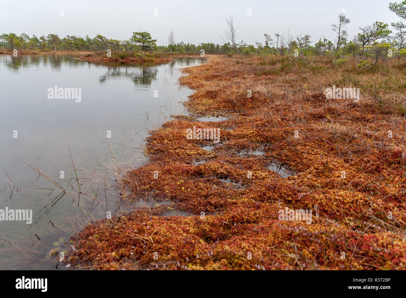 natural body of water. pond with reflections of trees and clouds in ...