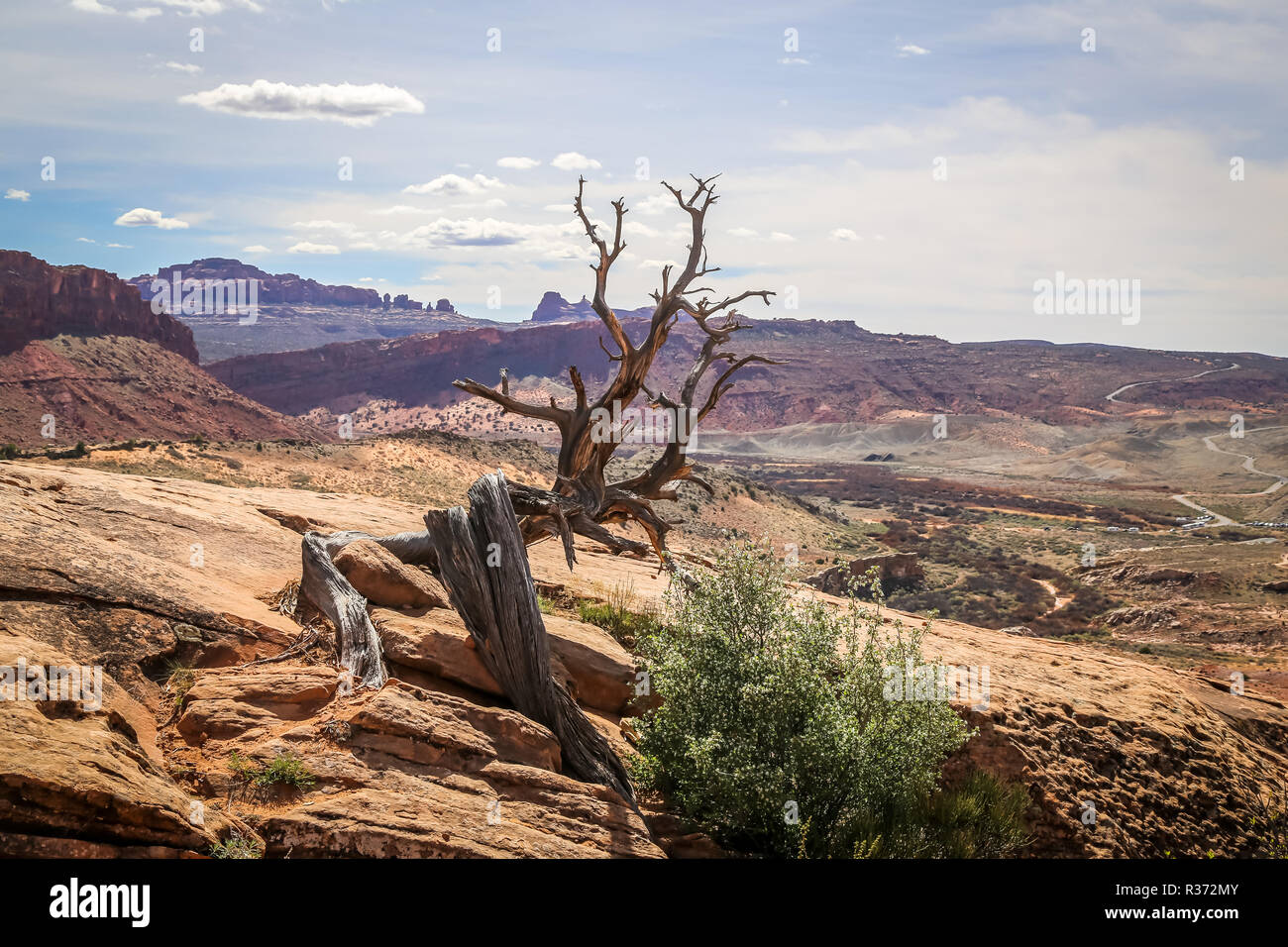 dead tree in the desert in arches national park in the utah desert ...