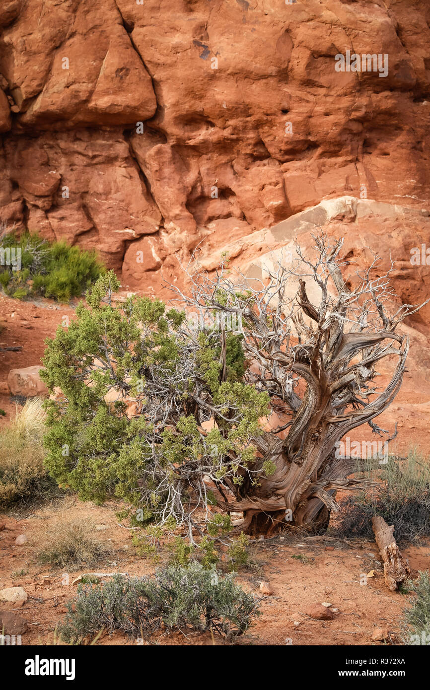 American desert tree hi-res stock photography and images - Alamy