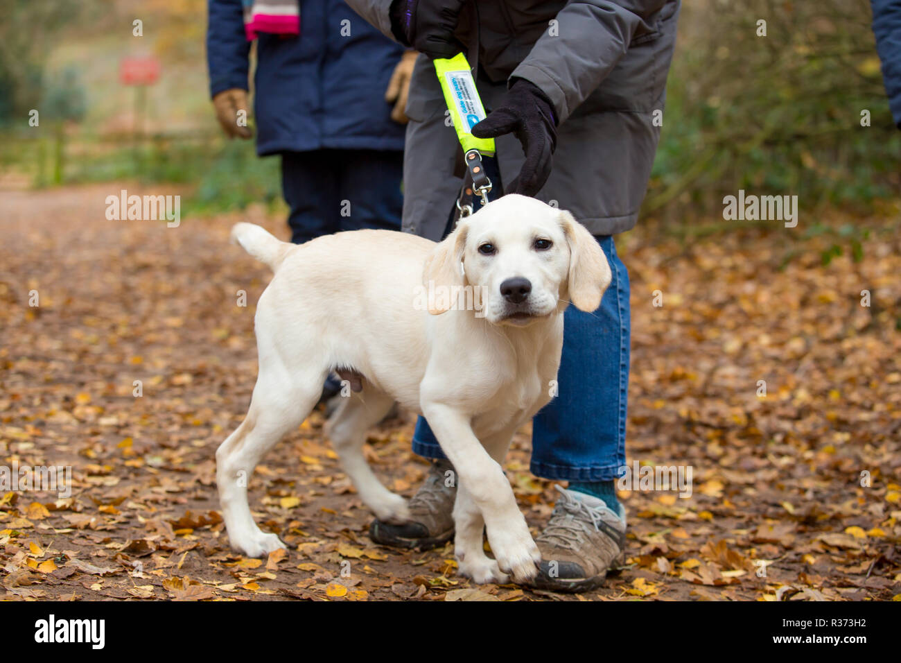How To Train A Labrador Guide Dog