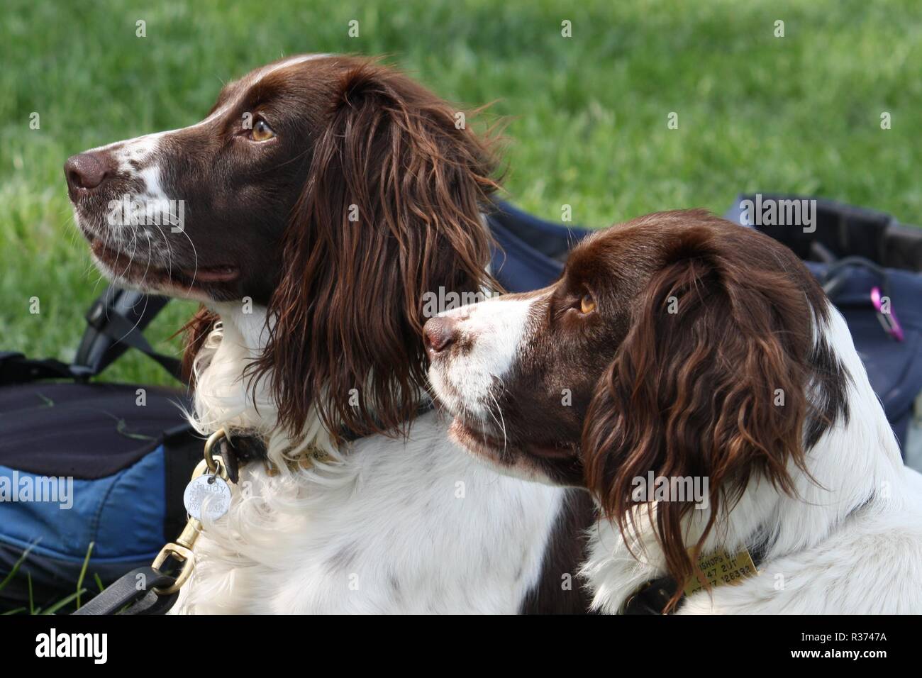 Liver white springer spaniel puppies hi-res stock photography and ...