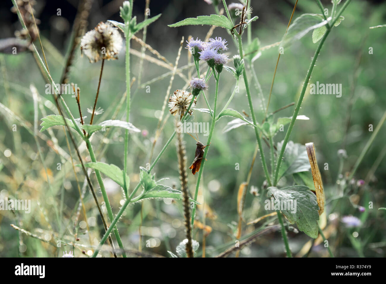 Beautiful old stuffs hi-res stock photography and images - Alamy