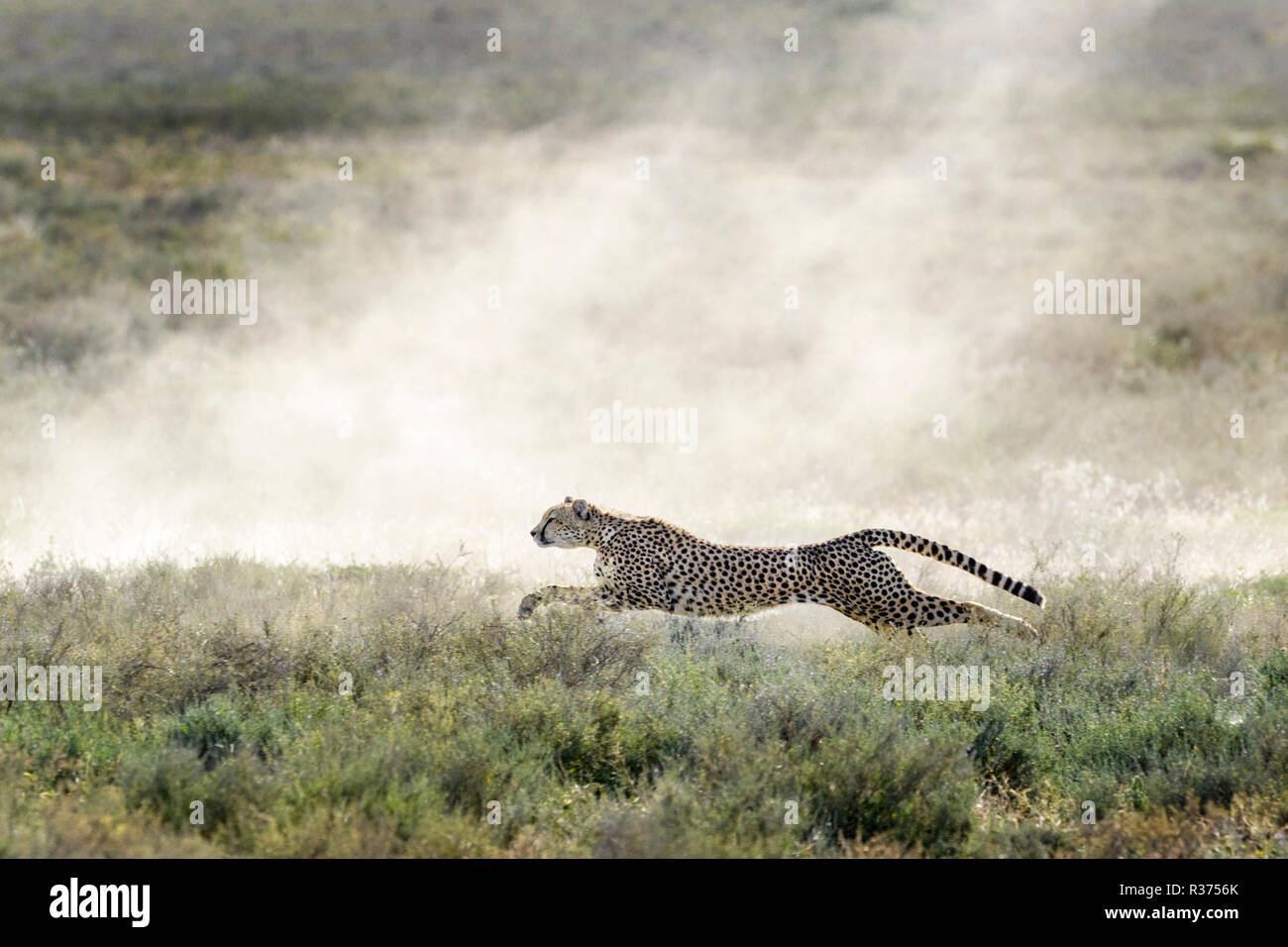 Leopard Running Full Speed