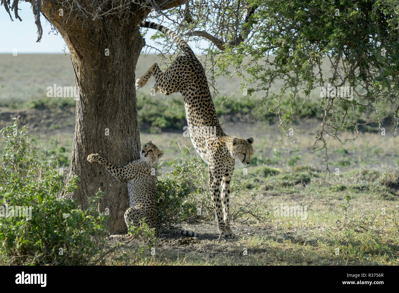 Cheetah (Acinonyx jubatus) mother with cub playing and jumping around ...