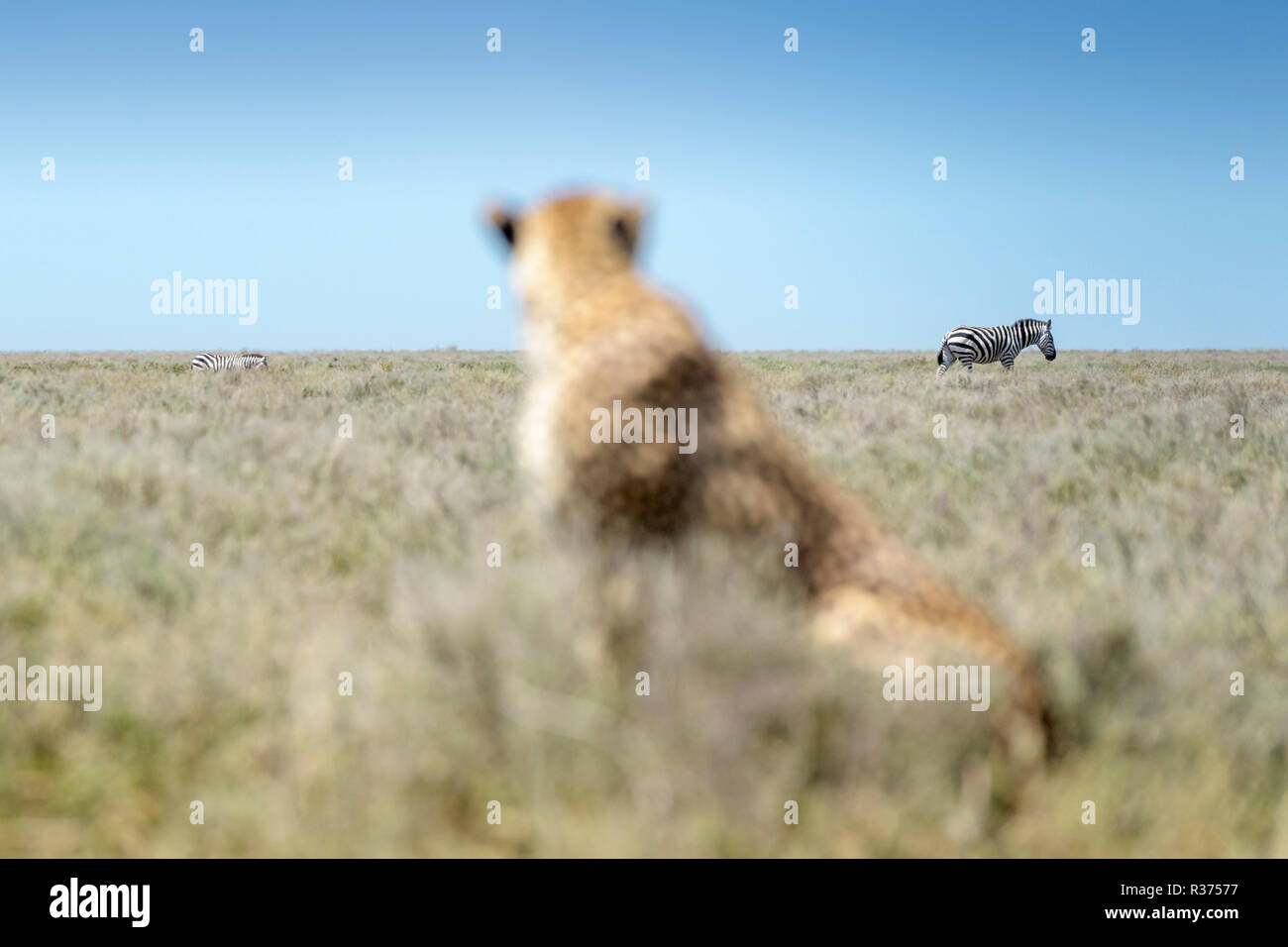 Cheetah hunt zebra hi-res stock photography and images - Alamy