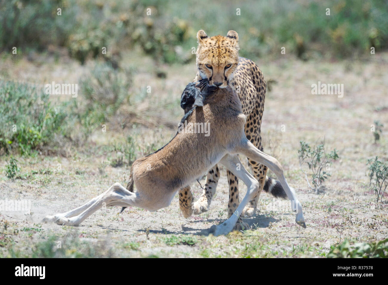 Cheetah Acinonyx Jubatus Walking With A Just Killed Wildebeest