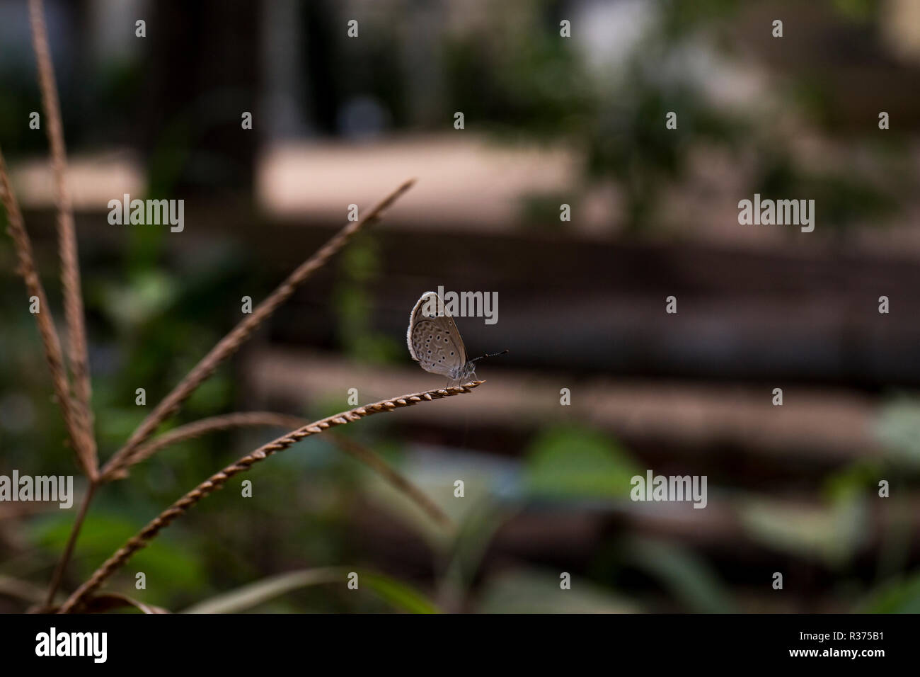 Beautiful old stuffs hi-res stock photography and images - Alamy