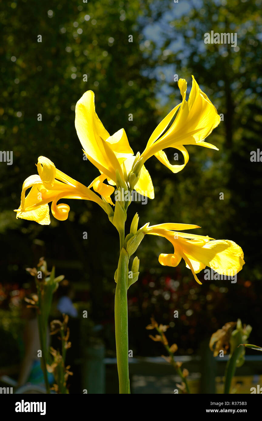 Yellow flag Iris Latin name Iris pseudacorus Stock Photo - Alamy