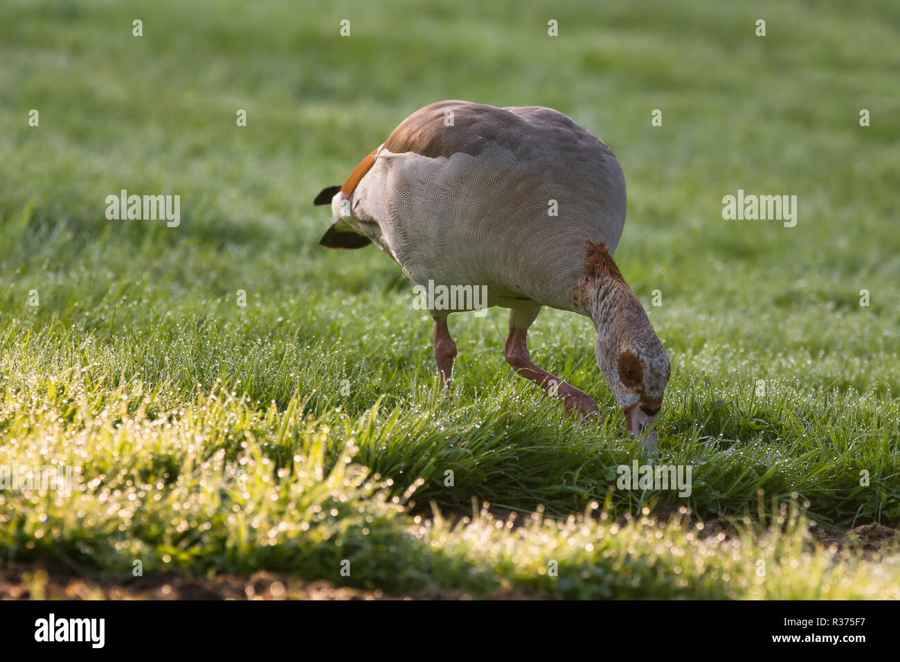 A nilgans walks in the morning light over a wet meadow Stock Photo - Alamy